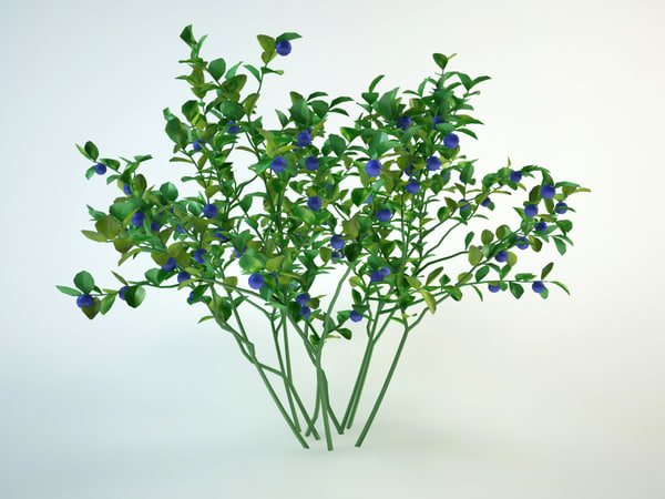 3D raspberry bushes - TurboSquid 1226577