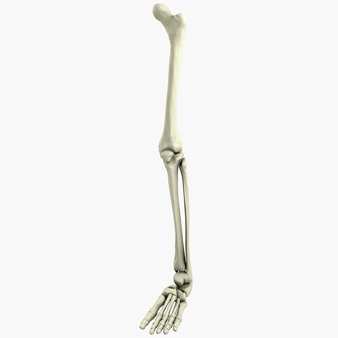 Human male leg 3D model - TurboSquid 1200378
