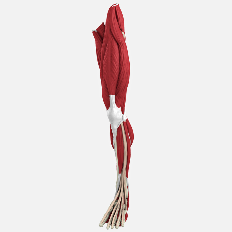 Human male leg 3D model - TurboSquid 1200378