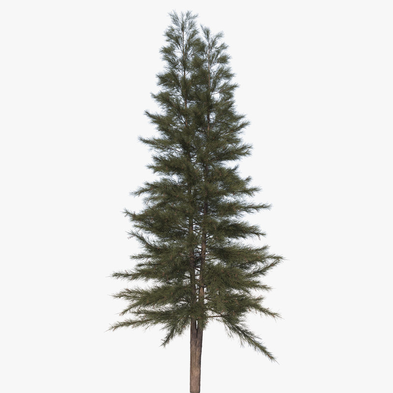 3D casuarina australian pine tree model - TurboSquid 1200599