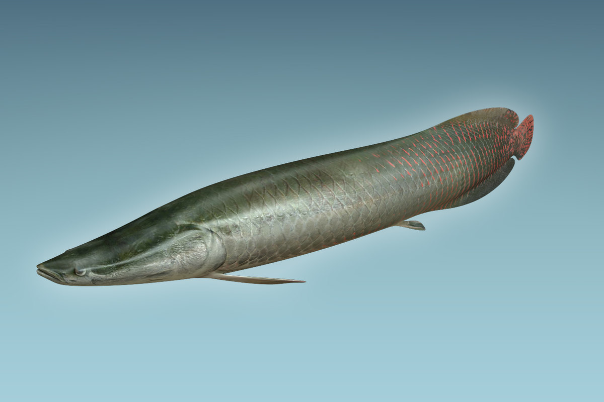 Arapaima fish 3D - TurboSquid 1200889