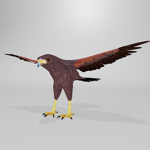 Hawk 3D Models for Download | TurboSquid