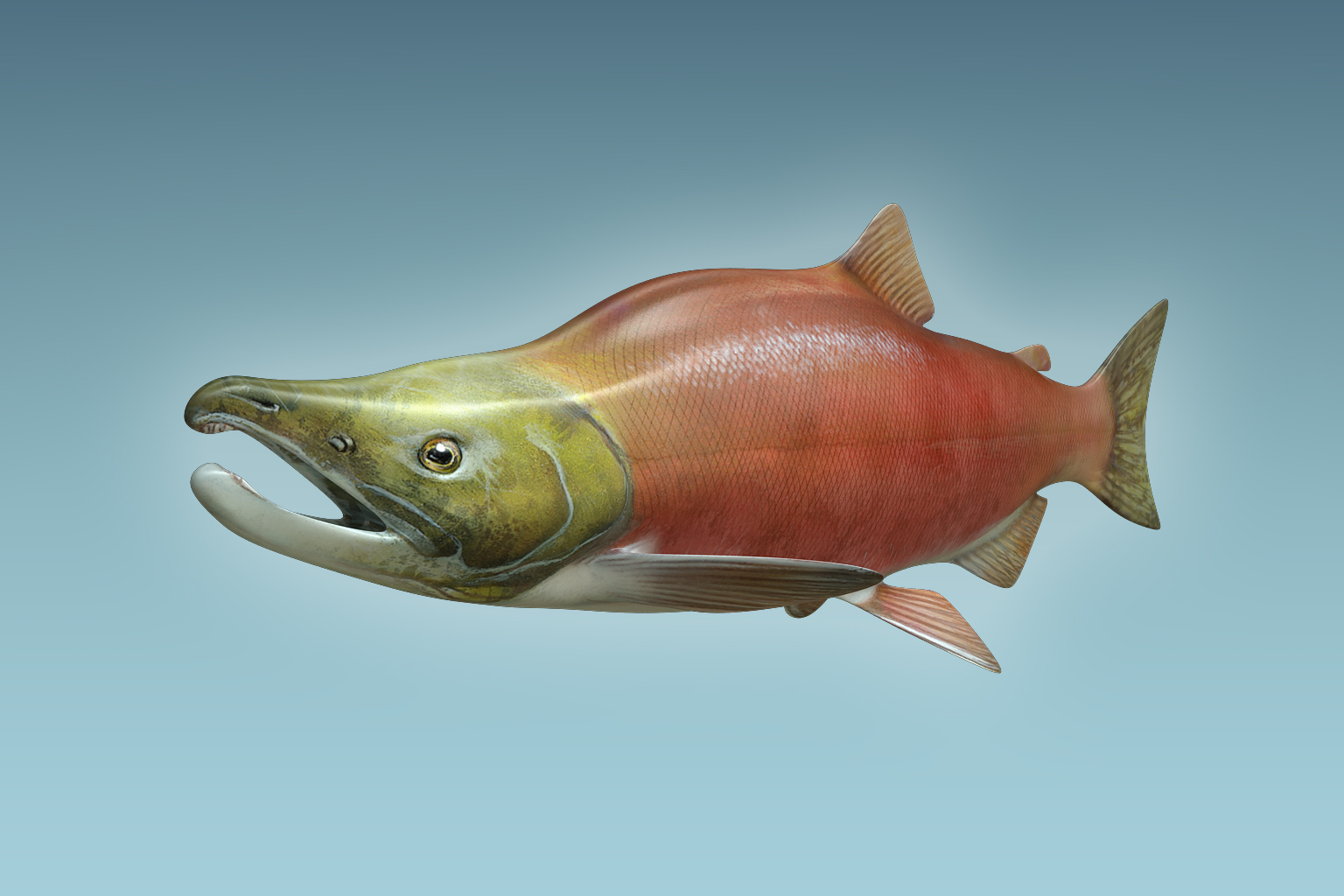 3D salmon fish model - TurboSquid 1201777