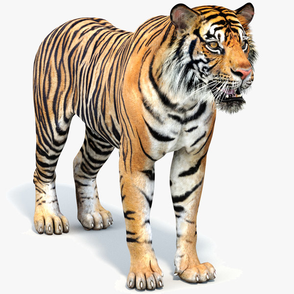 Tiger 3D Models for Download | TurboSquid