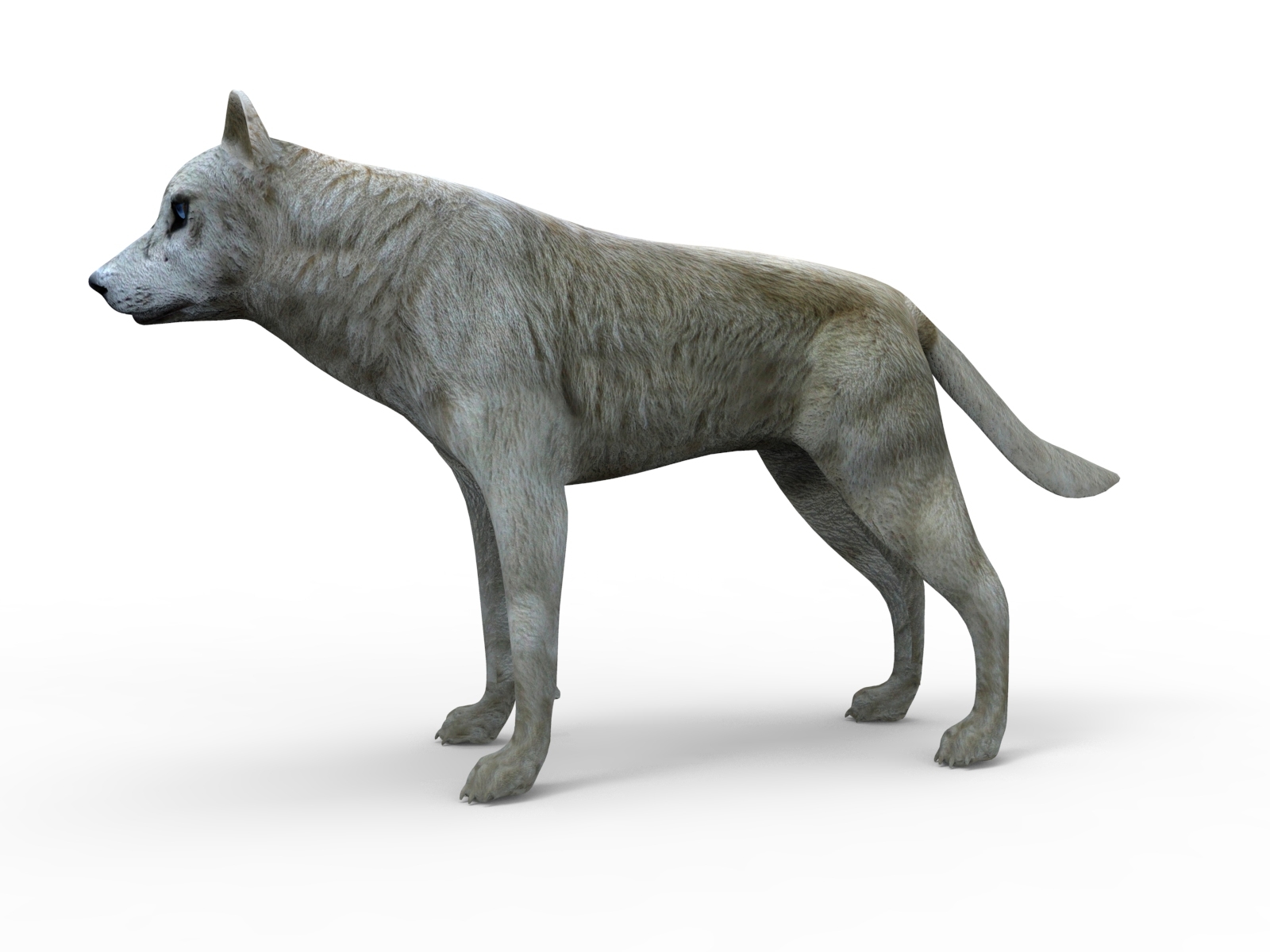 Wolf 3D model - TurboSquid 1202040
