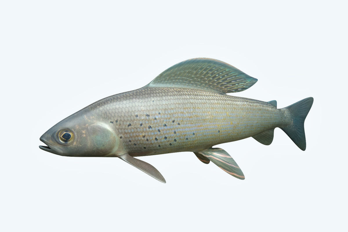 Grayling fish 3D - TurboSquid 1202273