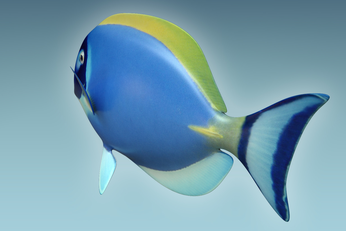 Dorry fish 3D model - TurboSquid 1202611
