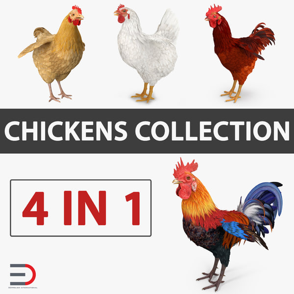 x ready chicken animations rooster