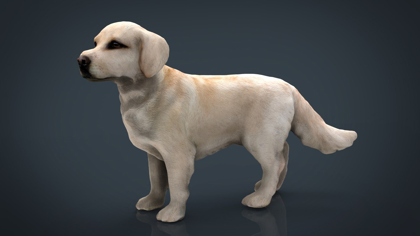 Labrador retriever 3D model - TurboSquid 1203049