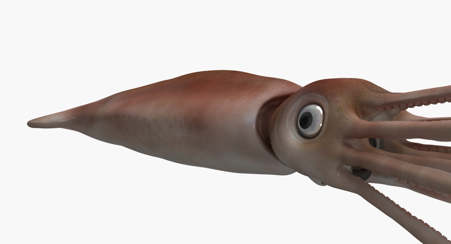 Squid animation 3D model - TurboSquid 1203610