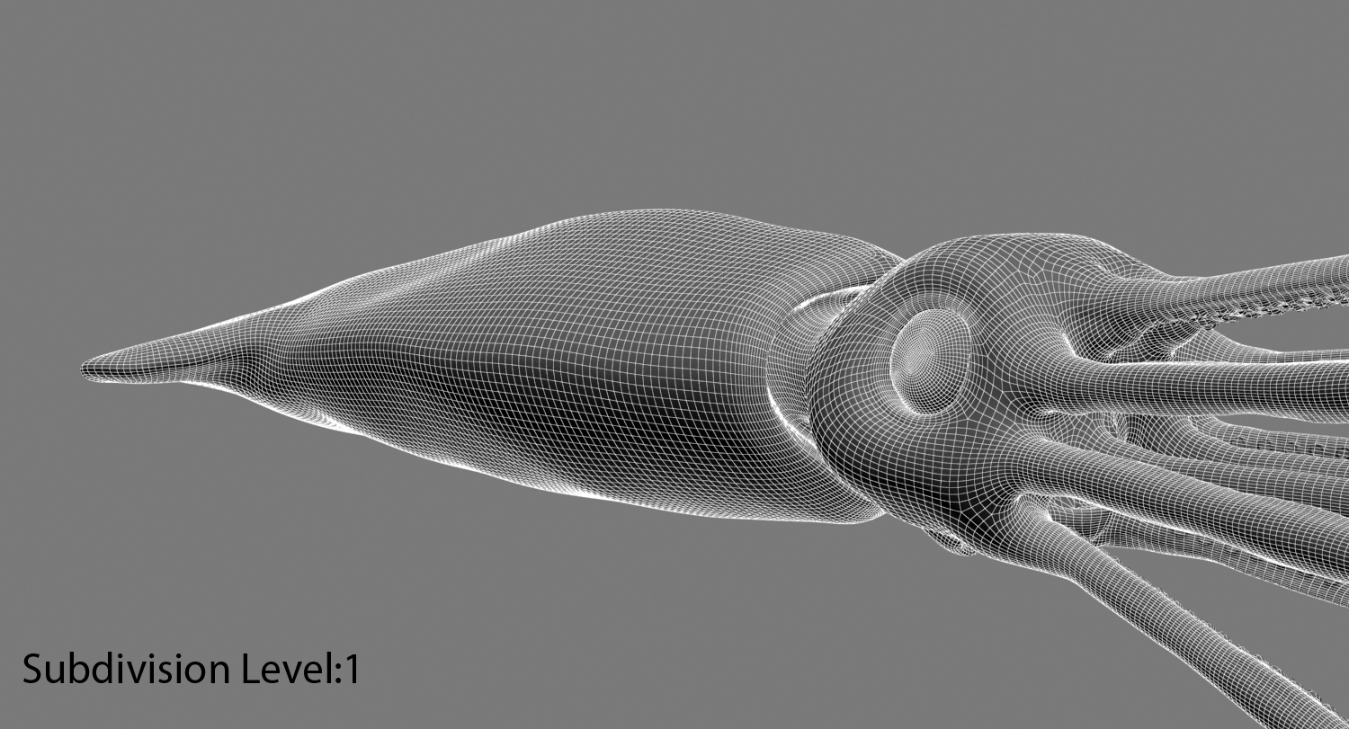 Squid animation 3D model - TurboSquid 1203610