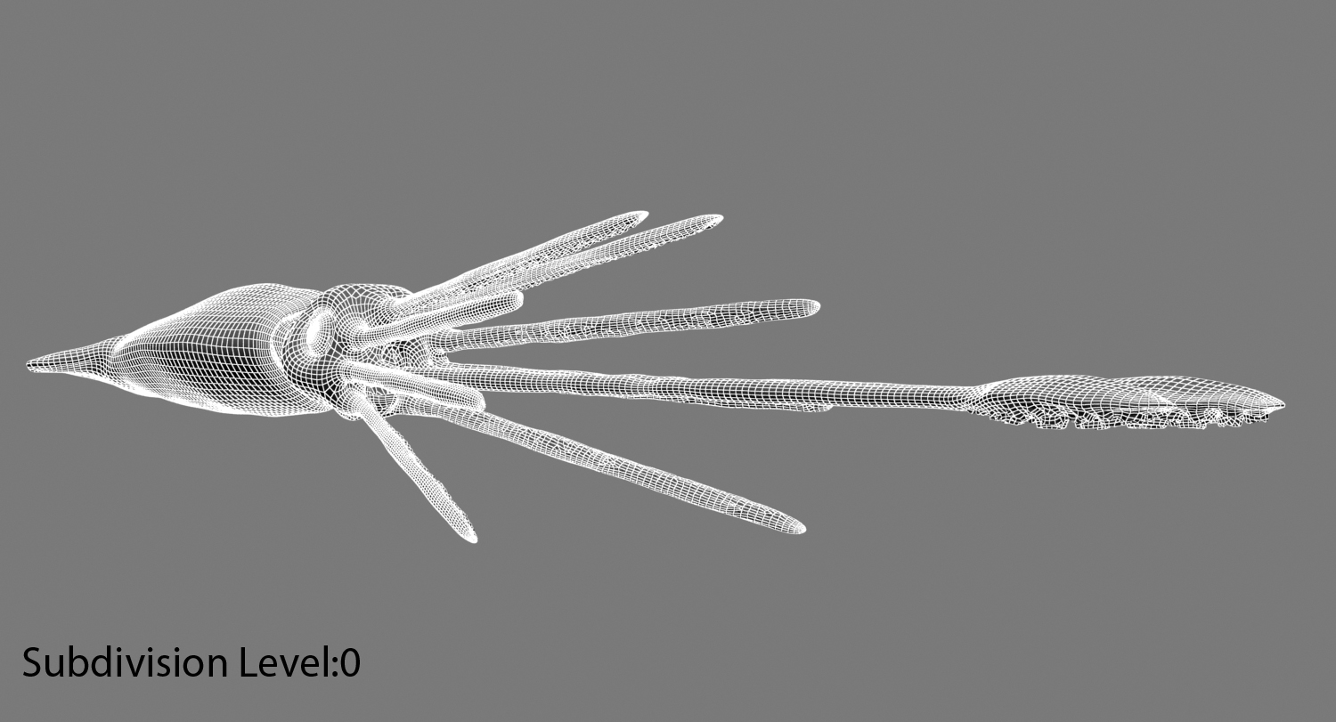 Squid animation 3D model - TurboSquid 1203610