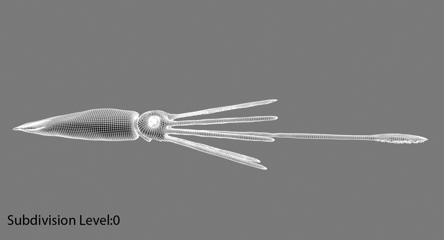 Squid animation 3D model - TurboSquid 1203610