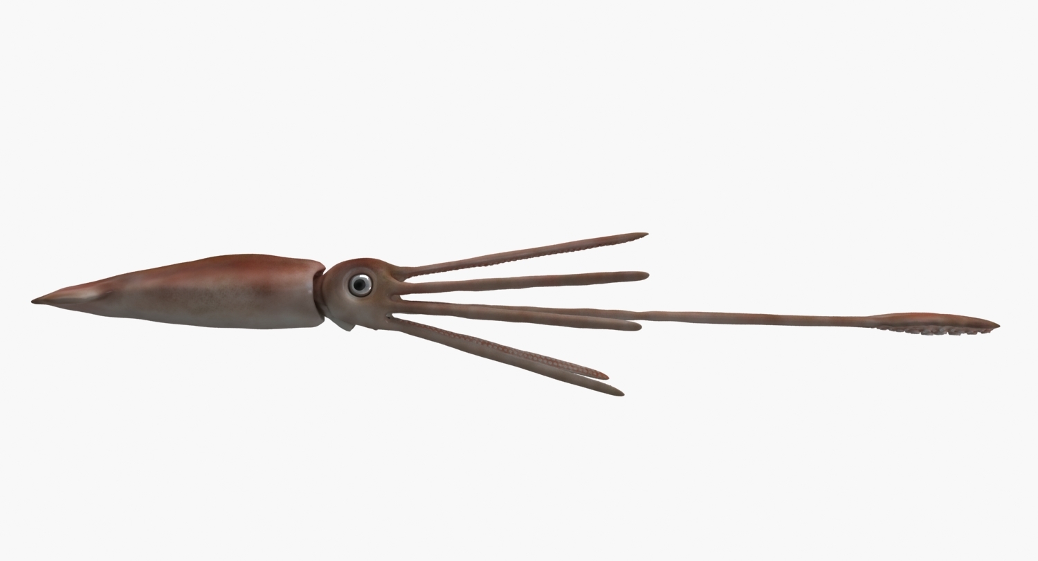 Squid animation 3D model - TurboSquid 1203610