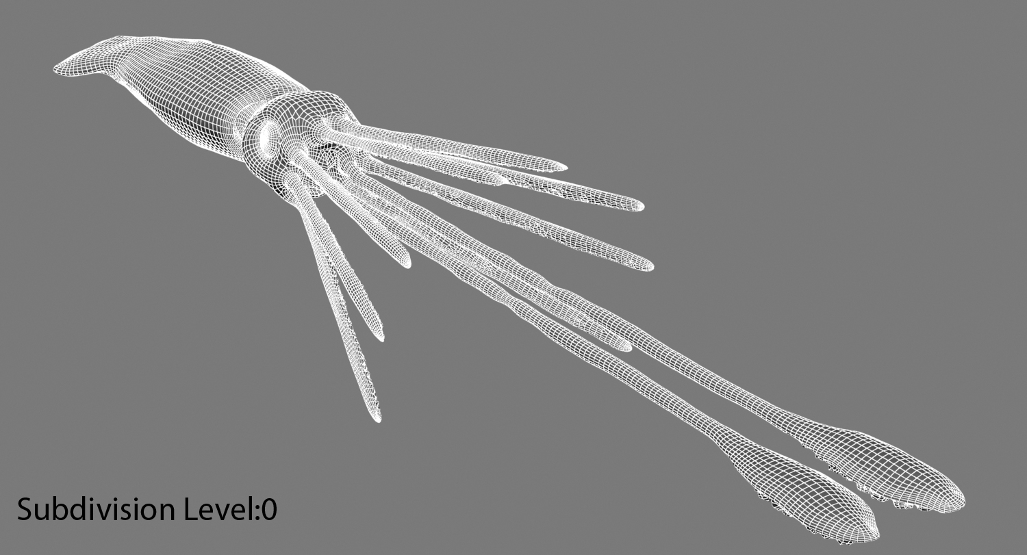 Squid animation 3D model - TurboSquid 1203610