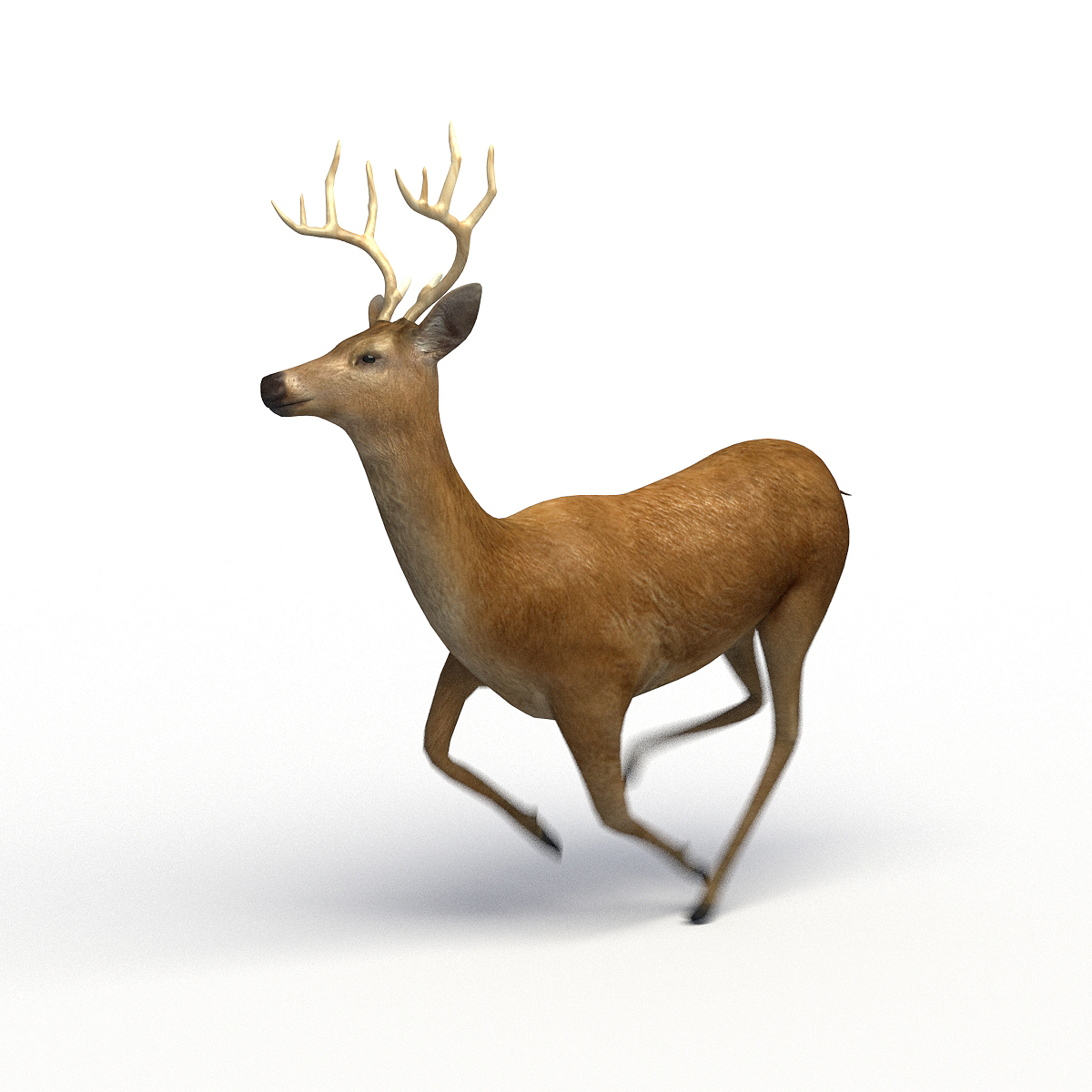 18 animals pack rigging 3D model - TurboSquid 1203808