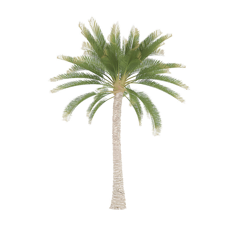 Straight palm tree 3D - TurboSquid 1205242
