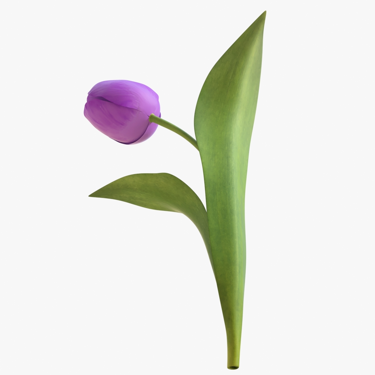 3D tulip flower model - TurboSquid 1205675