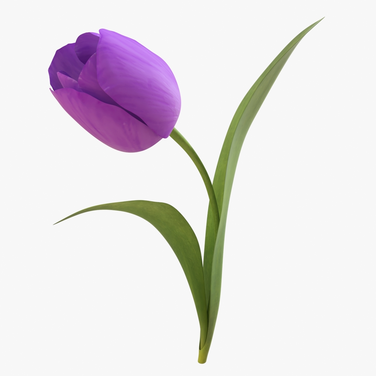 3D tulip flower model - TurboSquid 1205675