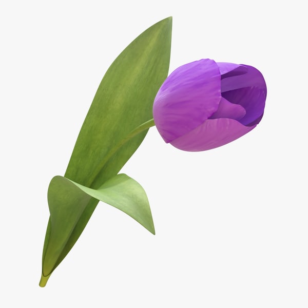 modelo 3d Tulipán 04 - TurboSquid 1205675