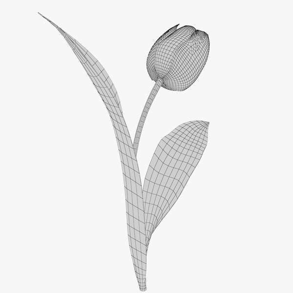 modelo 3d Tulipán 04 - TurboSquid 1205675