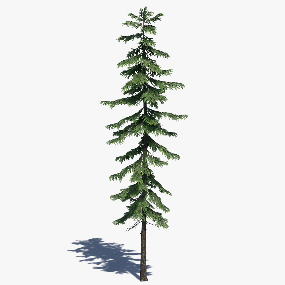 3D pine tree pack - TurboSquid 1205923