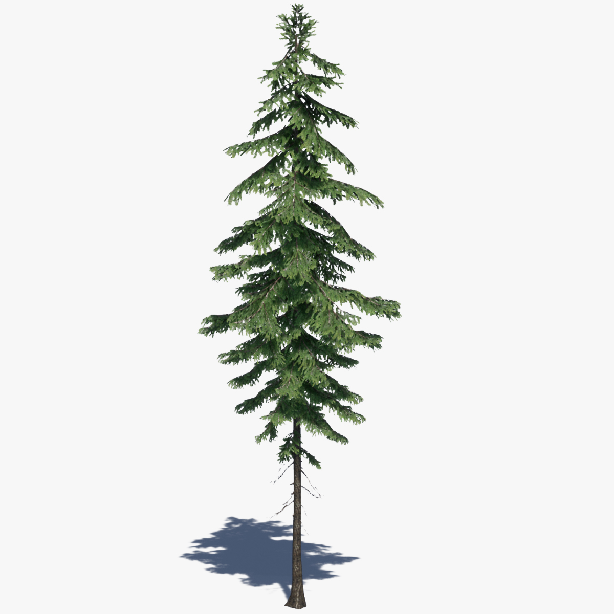3D pine tree pack - TurboSquid 1205923
