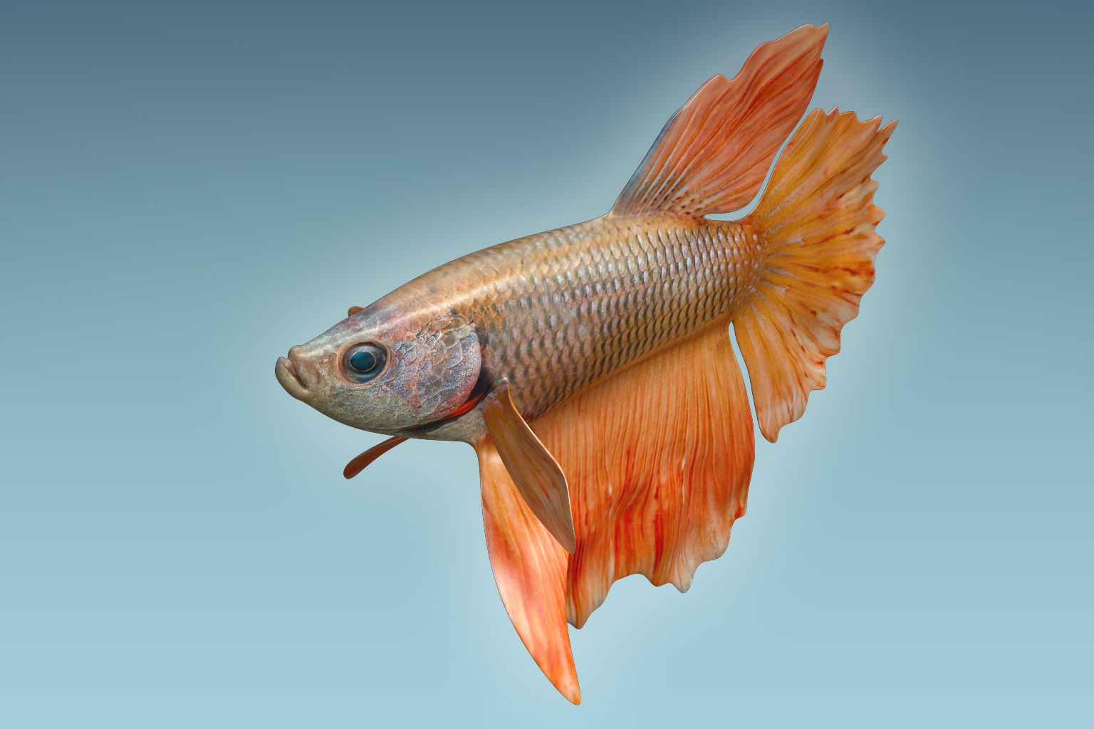 Betta fish 3D - TurboSquid 1205966