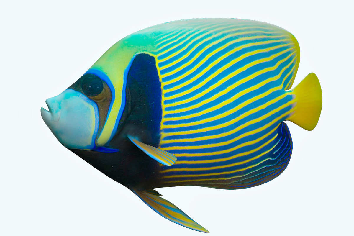 3D anglefish fish - TurboSquid 1206242