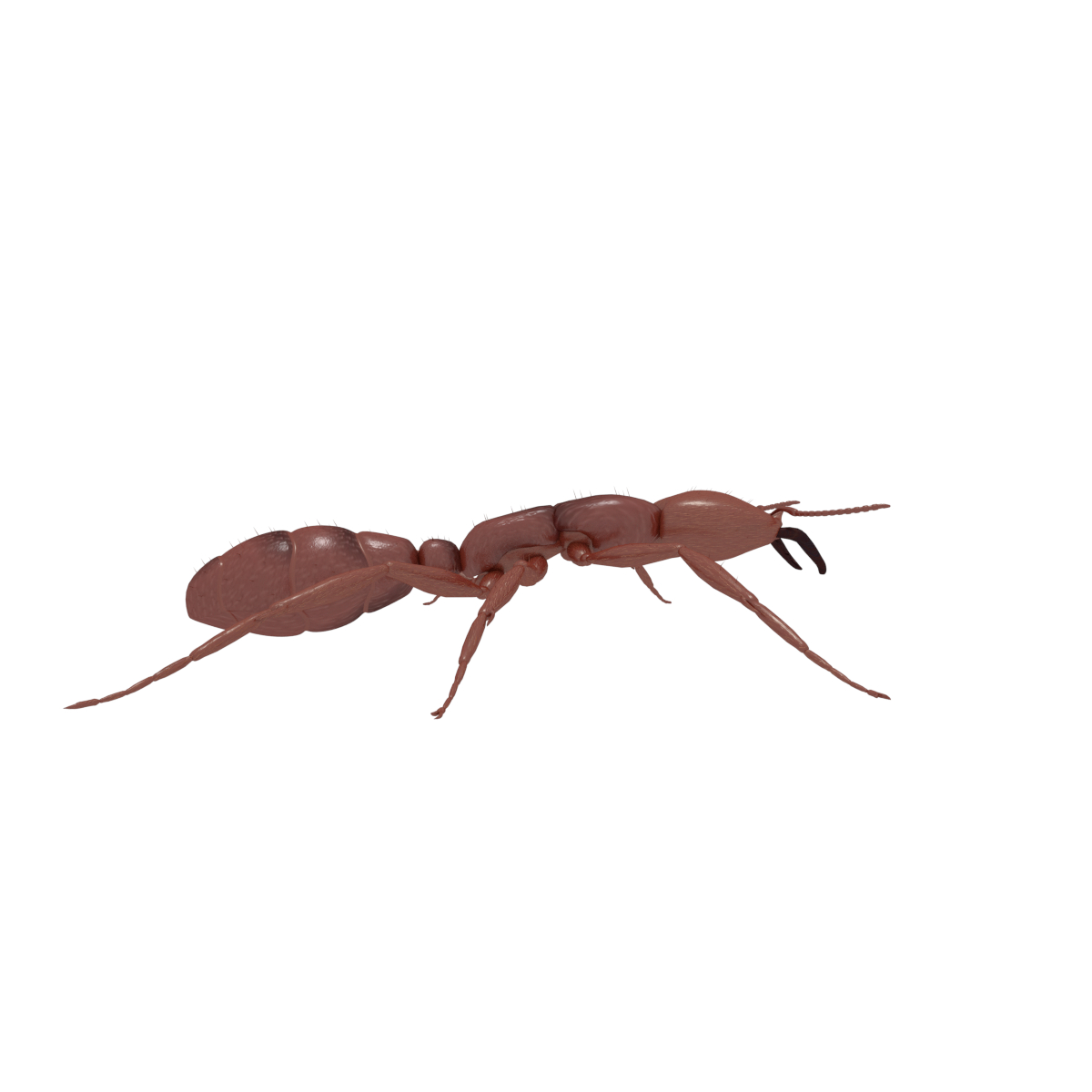 3D army ant worker model - TurboSquid 1206314