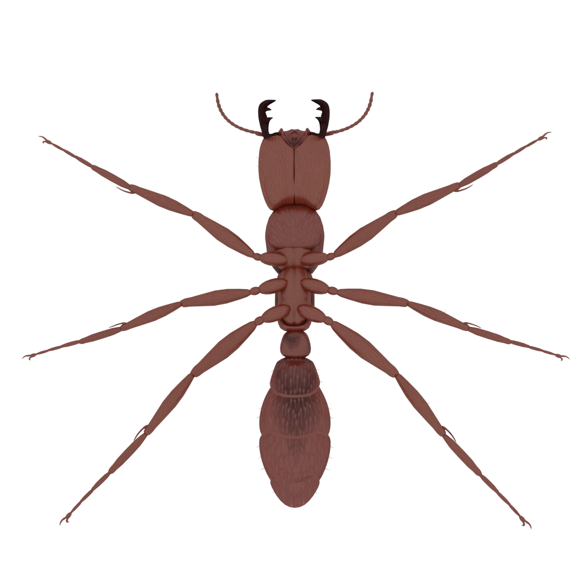3D army ant worker model - TurboSquid 1206314