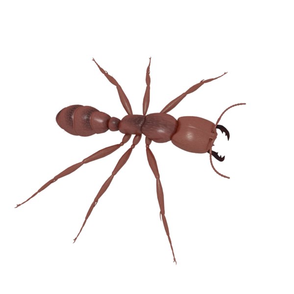 3D army ant worker model - TurboSquid 1206314