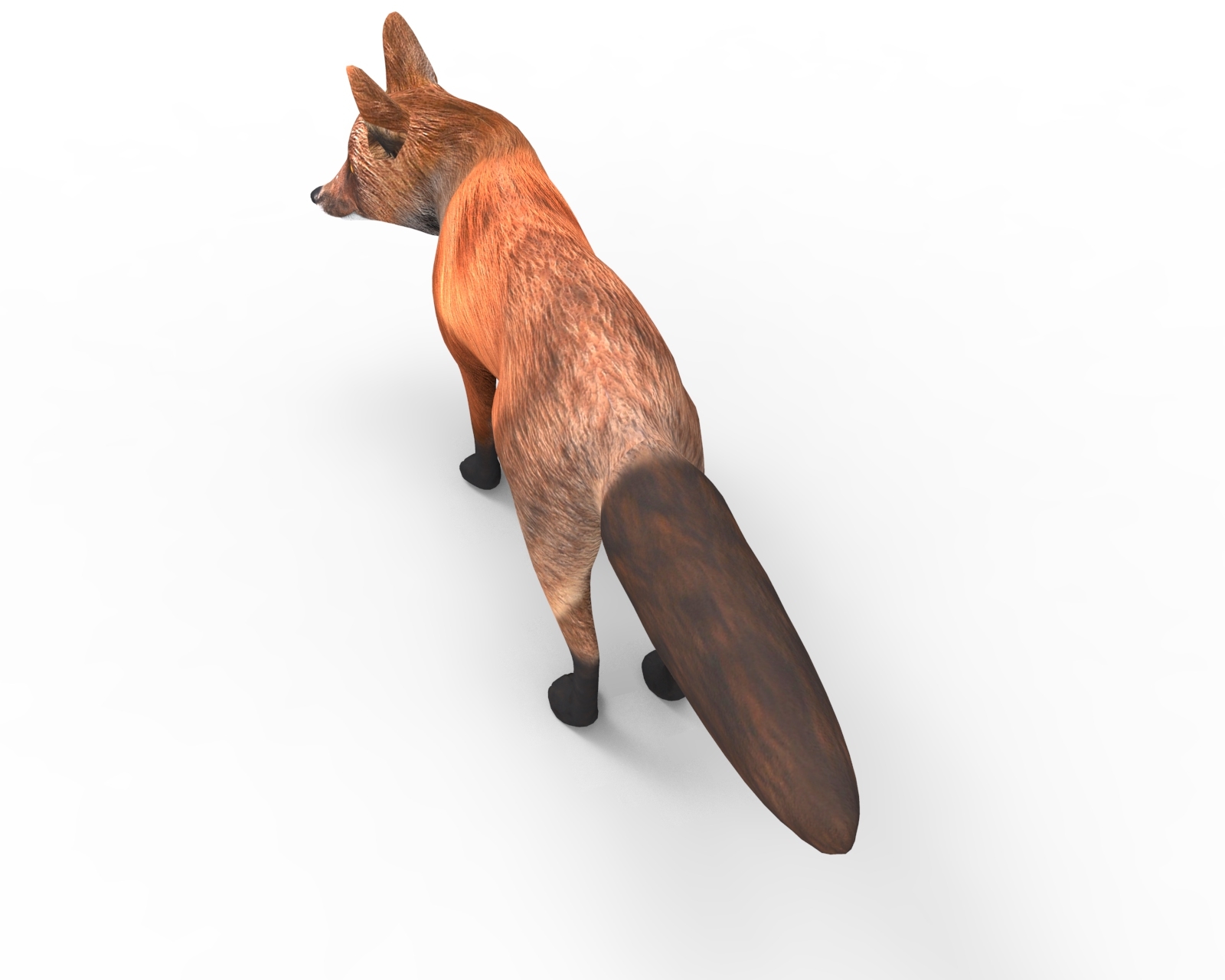 3D model fox rigged - TurboSquid 1206369