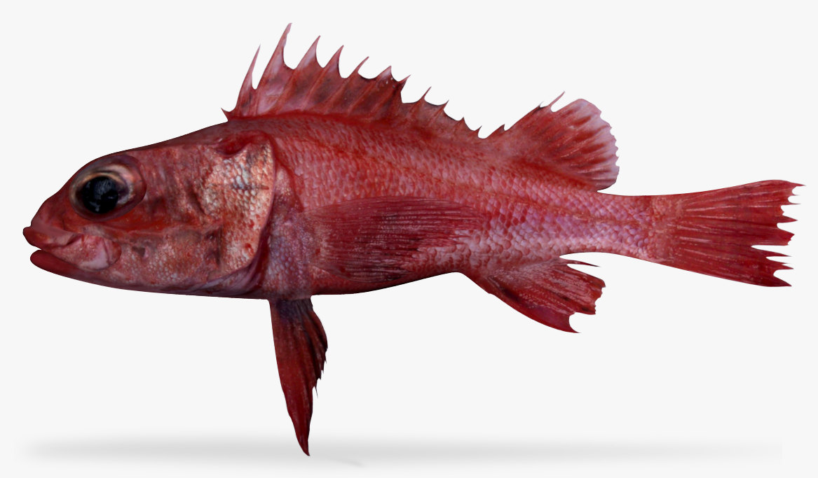 Longspine thornyhead 3D model - TurboSquid 1206808