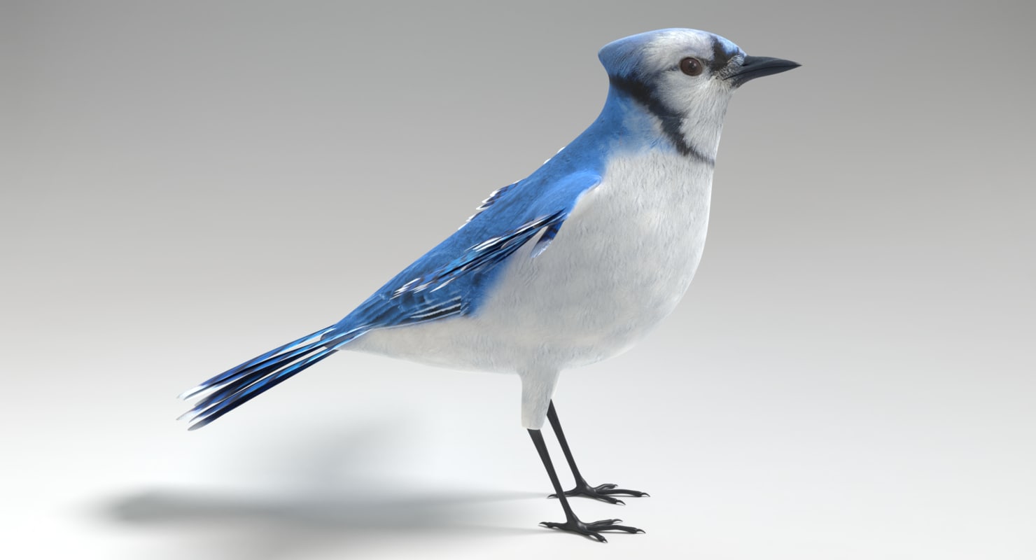 3D blue jay - TurboSquid 1207468