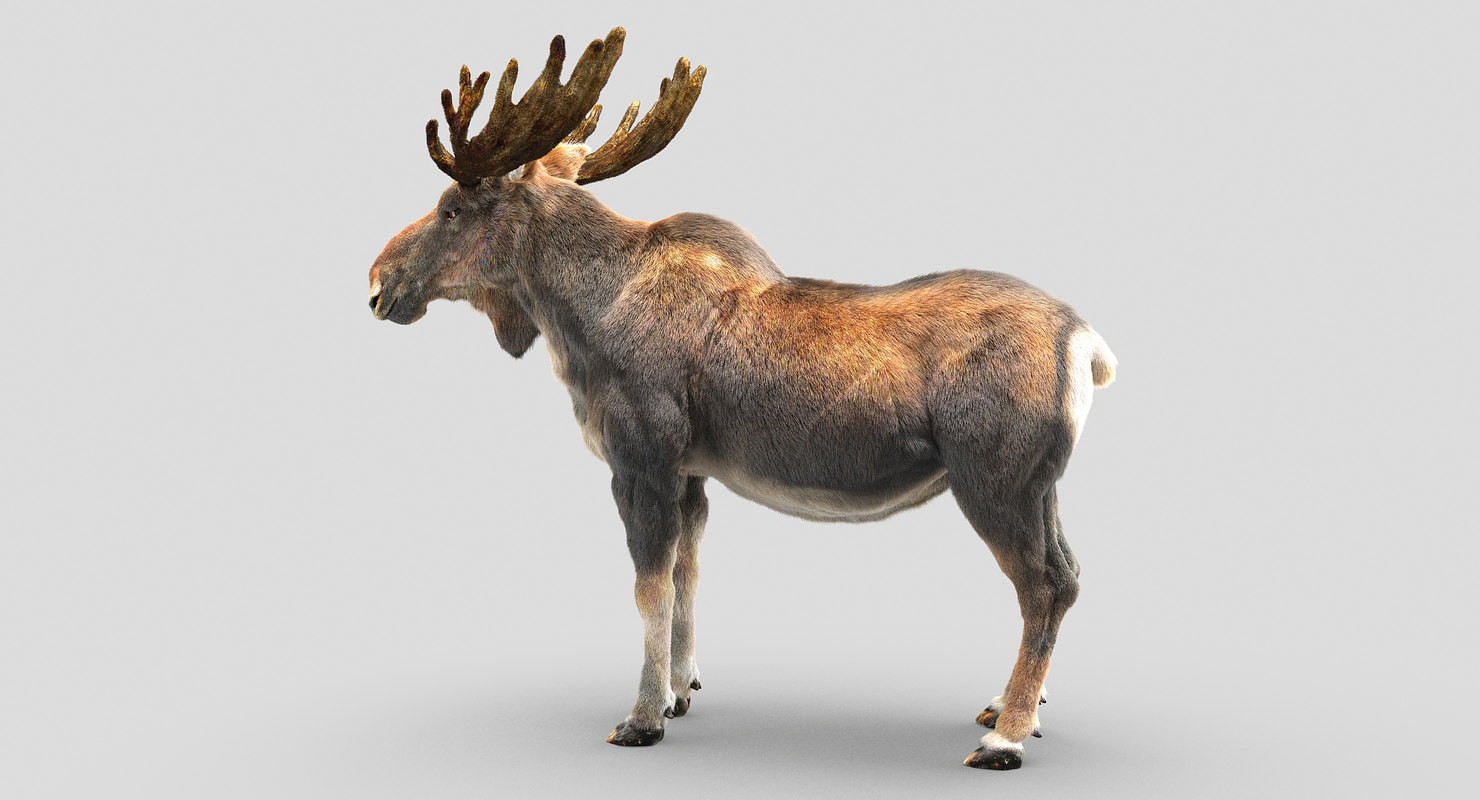 3D moose hair - TurboSquid 1207849