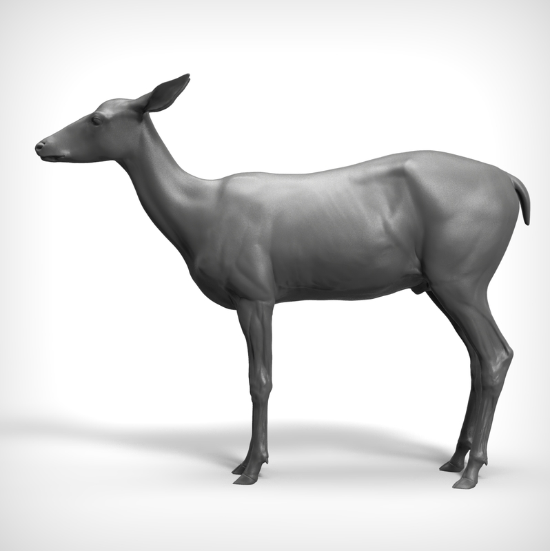 3D deer realistic model - TurboSquid 1208106