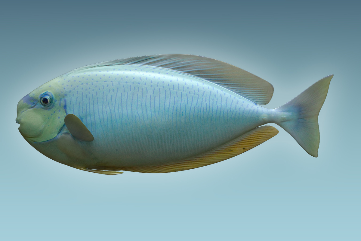 3D pale fish - TurboSquid 1208280