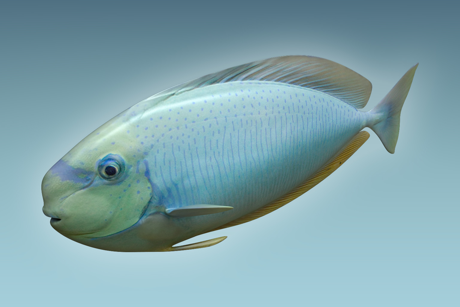 3D pale fish - TurboSquid 1208280
