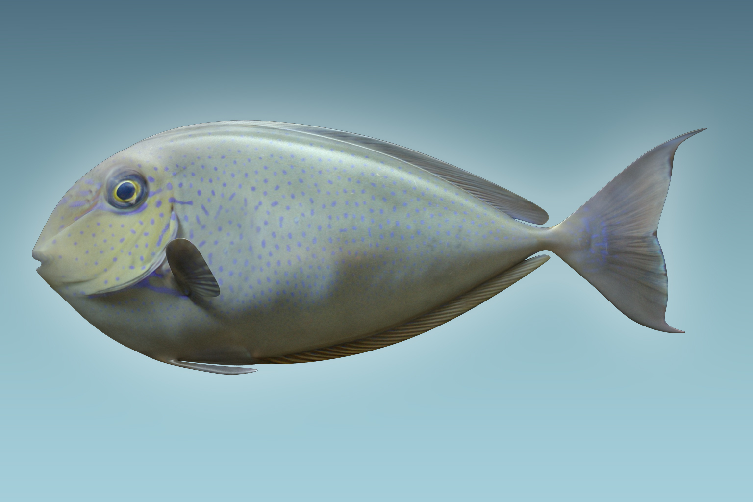 3D pale fish 2 model - TurboSquid 1208290