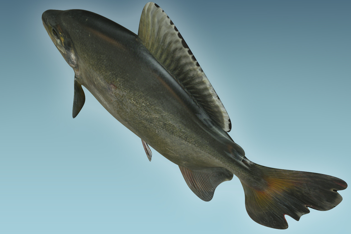 3D bawal fish - TurboSquid 1208370