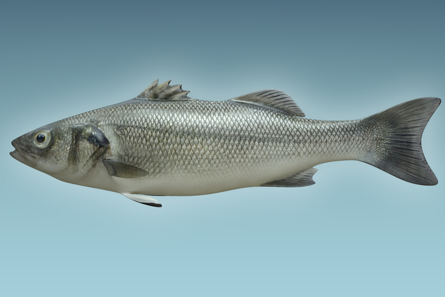 Barfish fish 3D - TurboSquid 1208389