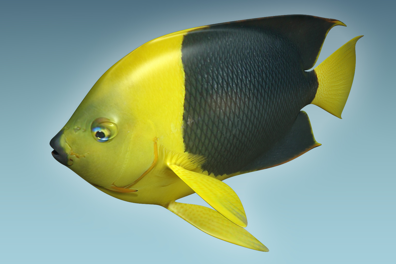 3D angle fish 18 - TurboSquid 1208444