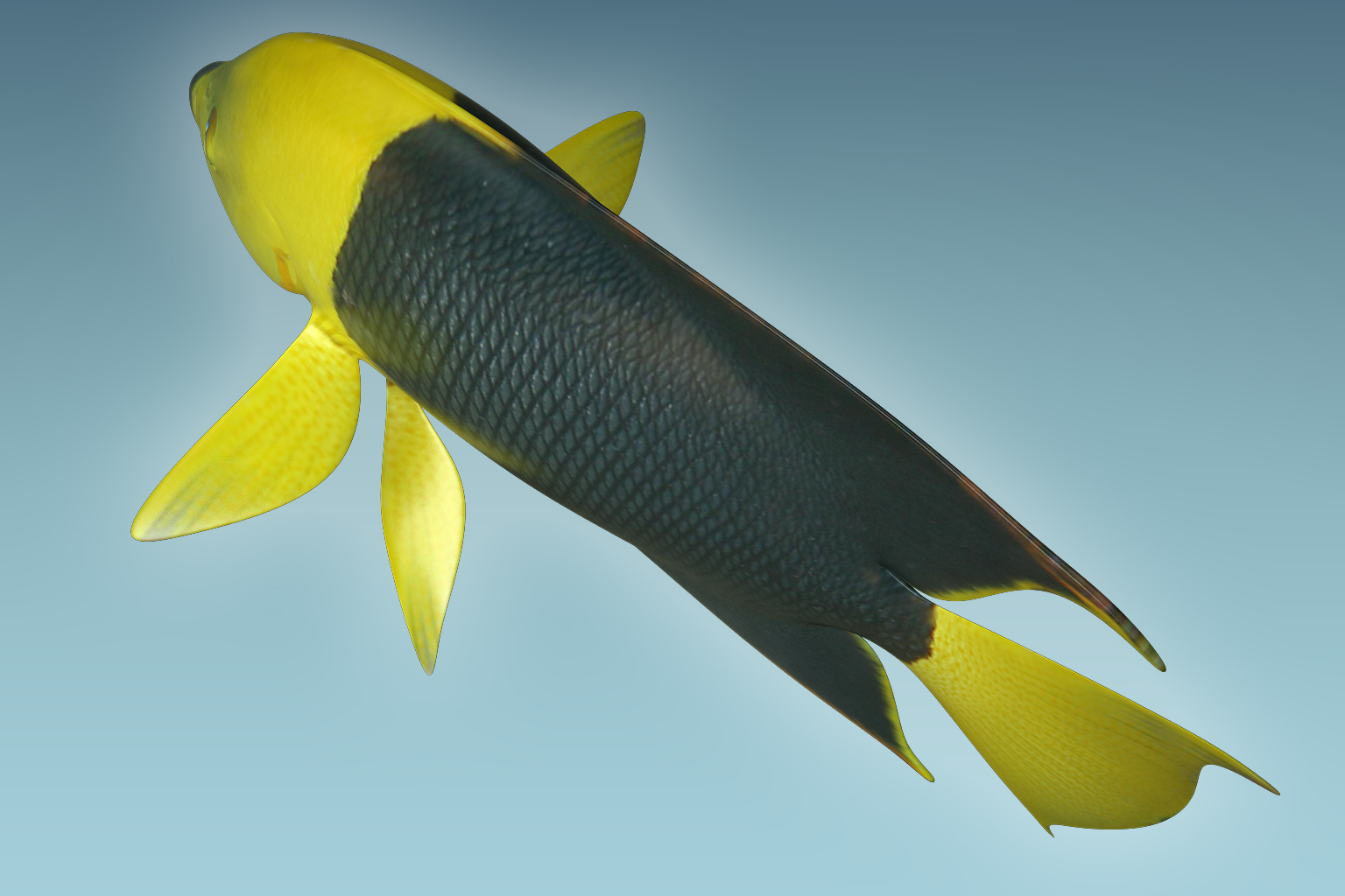 3D angle fish 18 - TurboSquid 1208444
