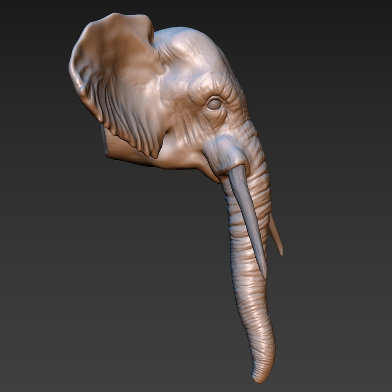 Elephant head 3D model - TurboSquid 1208574