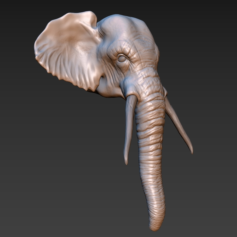 Elephant head 3D model - TurboSquid 1208574