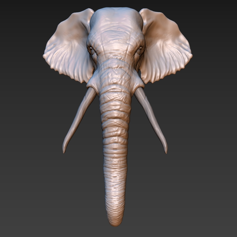 Elephant head 3D model - TurboSquid 1208574