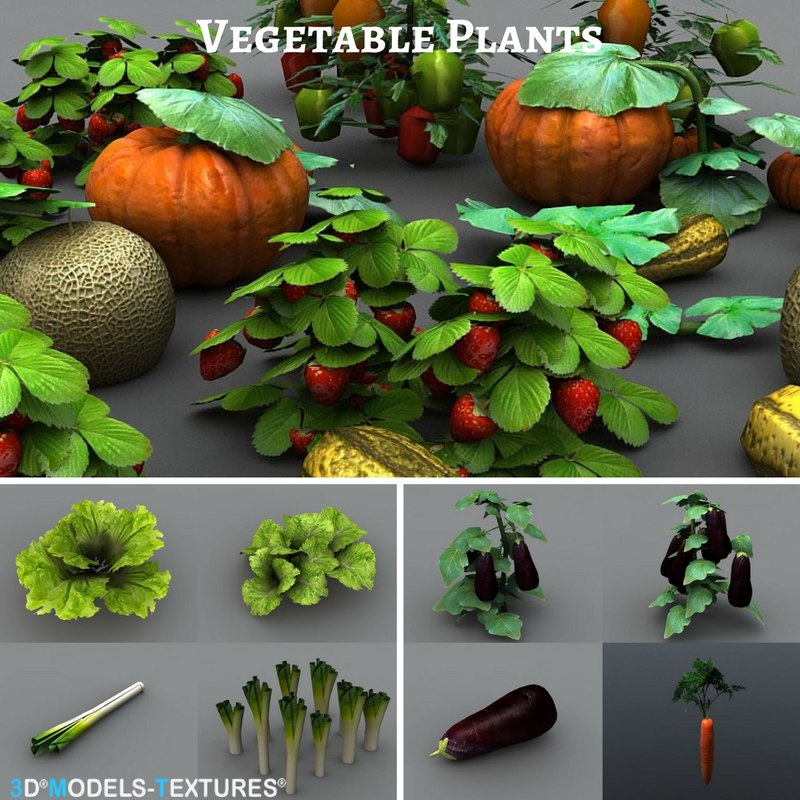 Vegetable plants 3D model - TurboSquid 1209262