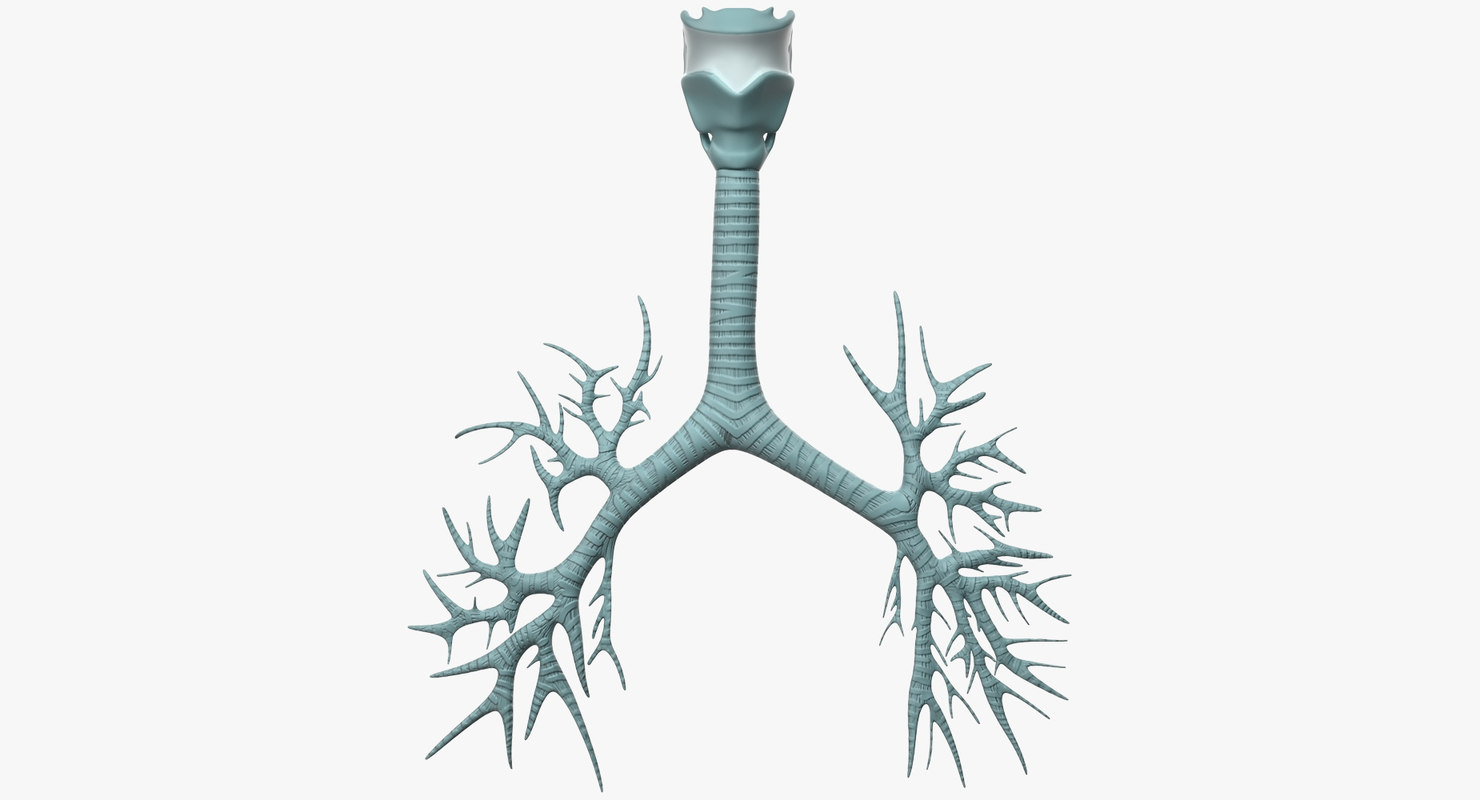 Trachea anatomical modeled 3D model - TurboSquid 1209414