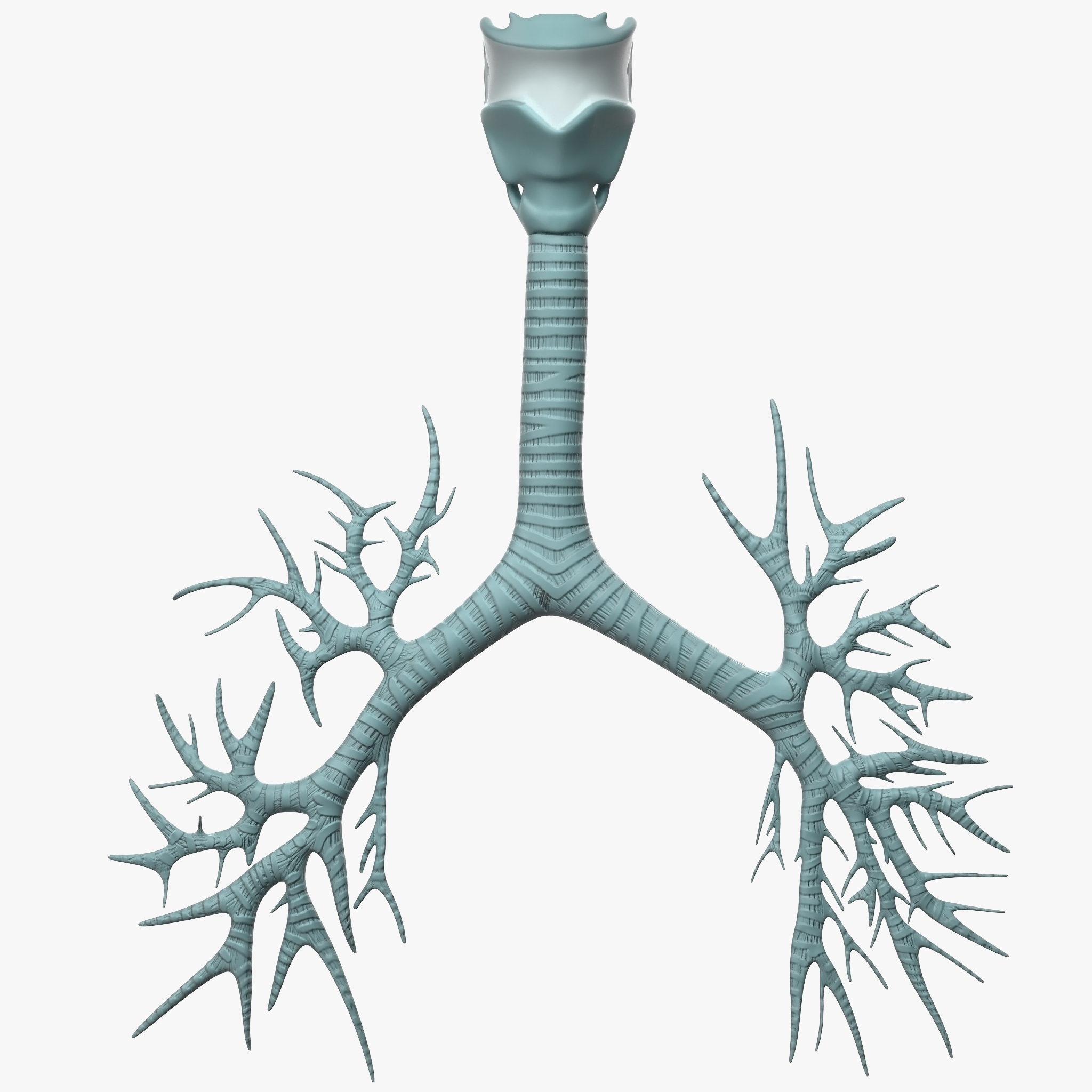 Trachea anatomical modeled 3D model - TurboSquid 1209414